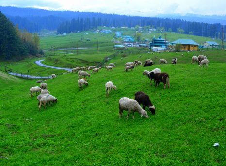 Best Time To Visit Doodhpathri - eKashmir Tourism